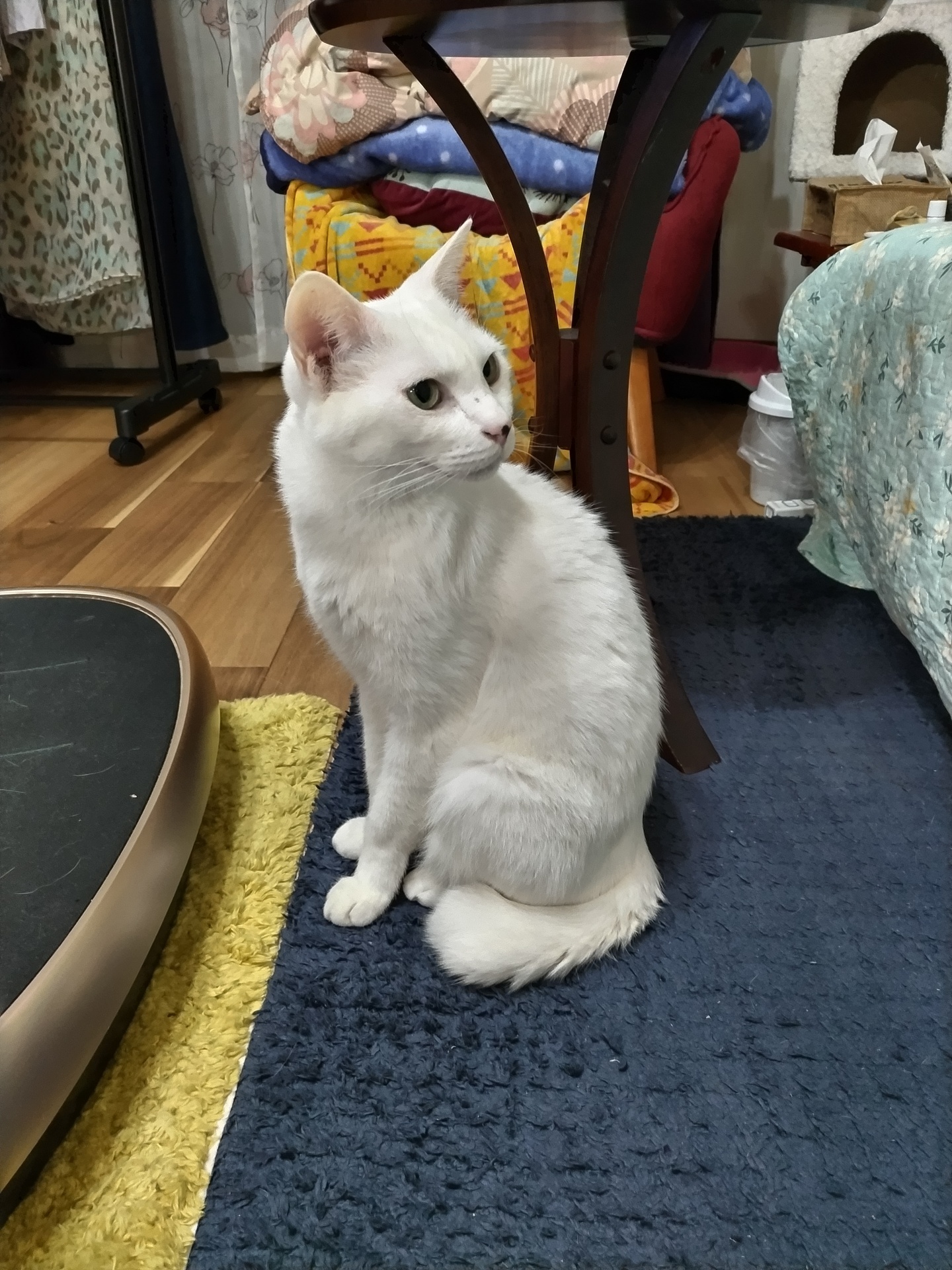 少しお花見～～: サバブログ「ちろ＆あい」