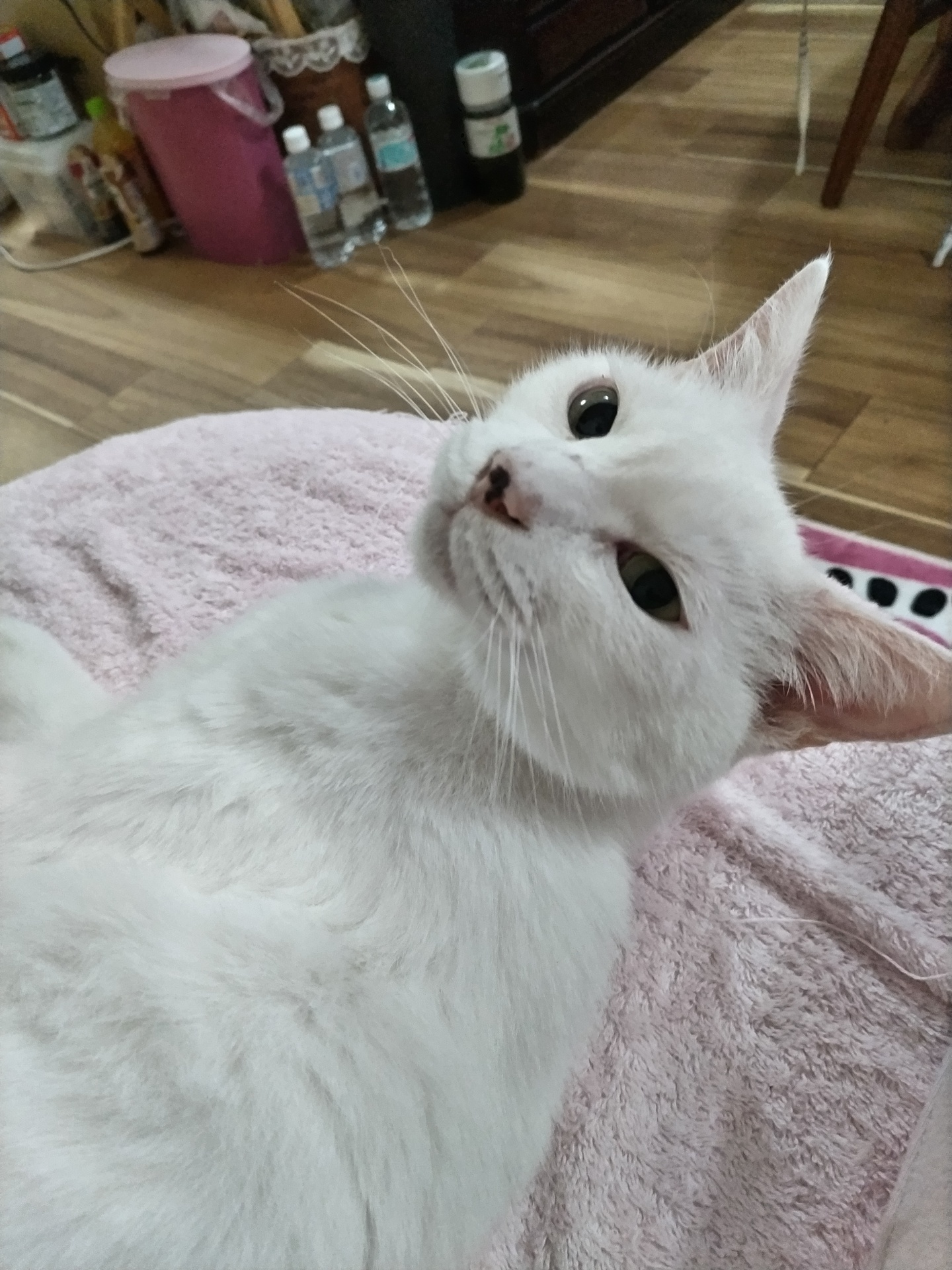 まだまだ残暑厳しい～～～！: サバブログ「ちろ＆あい」