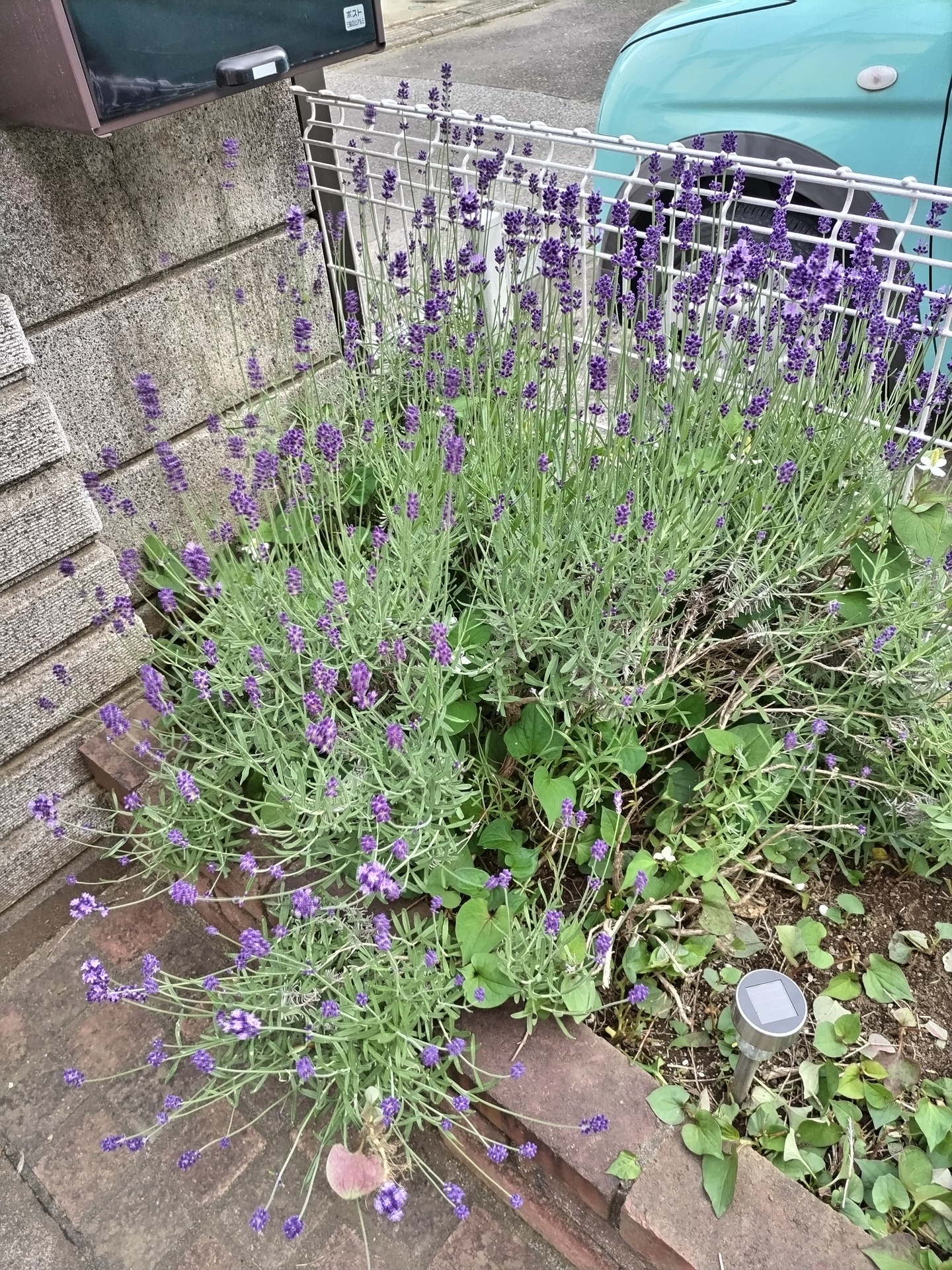 ちろちゃん！10歳になりました～～！！: サバブログ「ちろ＆あい」