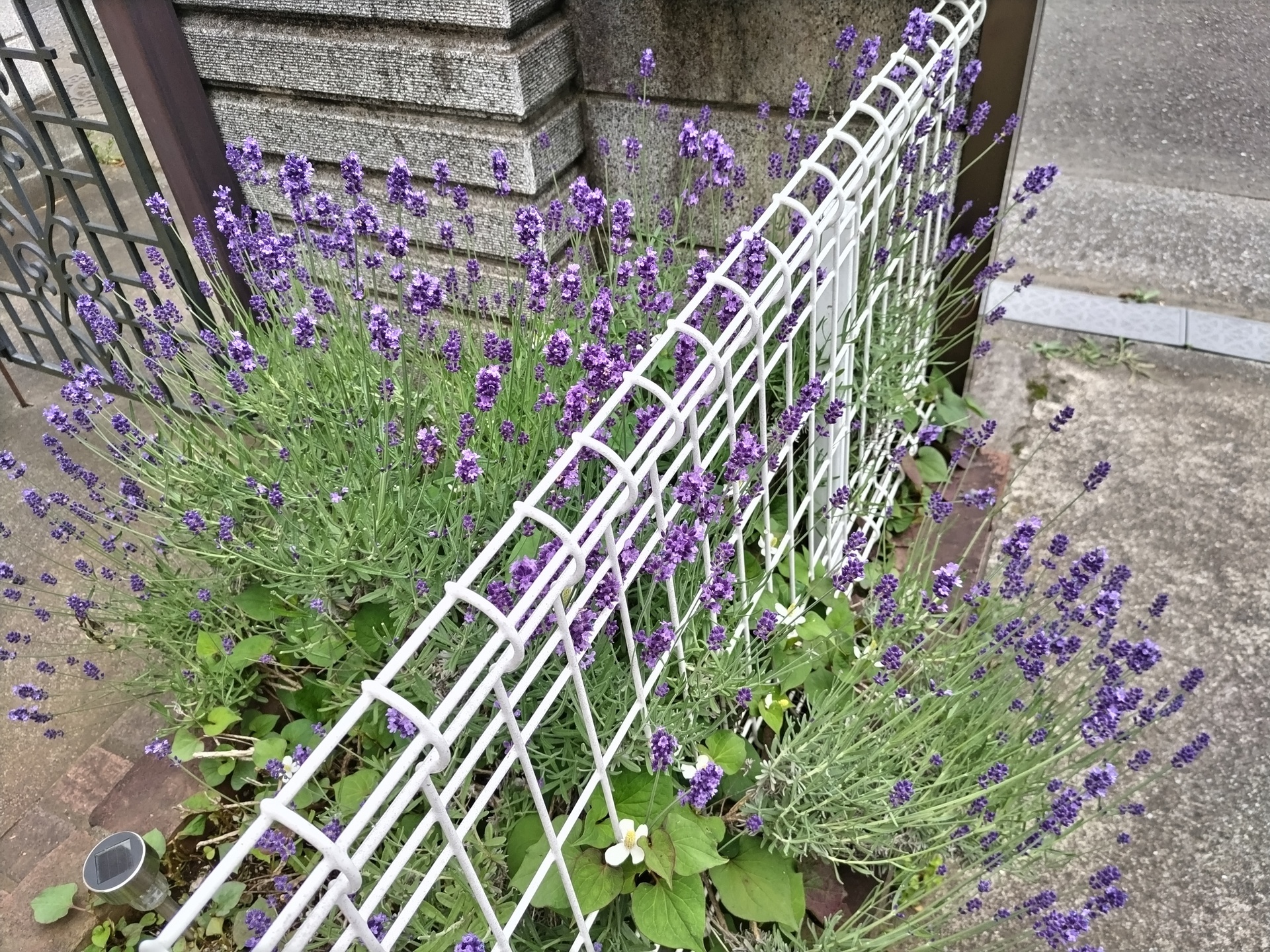 6月になってもう1週間・・・: サバブログ「ちろ＆あい」